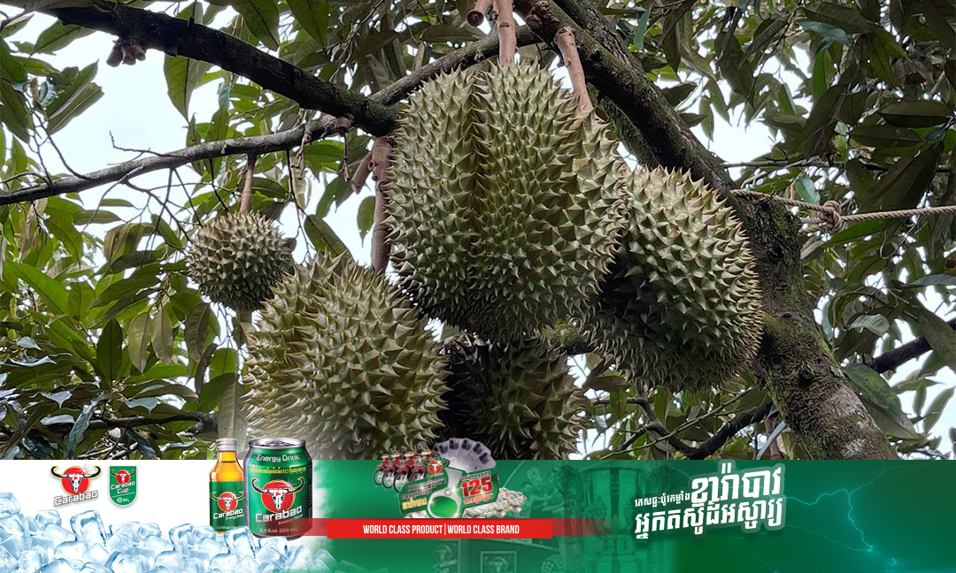 ទុរេនបែកអន្លូងចាប់ផ្ដើមប្រមូលផល រដូវកាលថ្មី